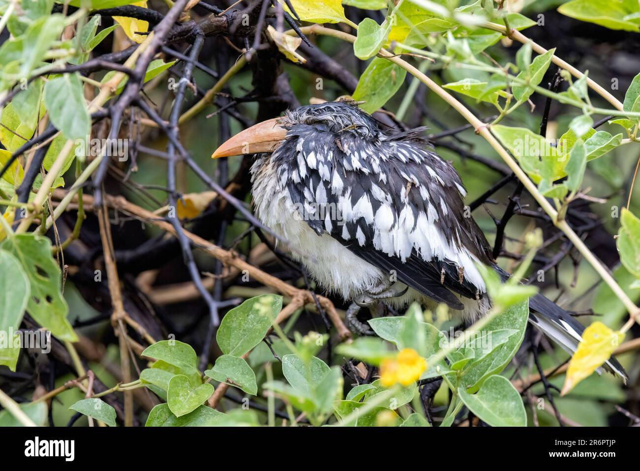 Southern red-billed hornbill (Tockus rufirostris) wet and sleeping ...