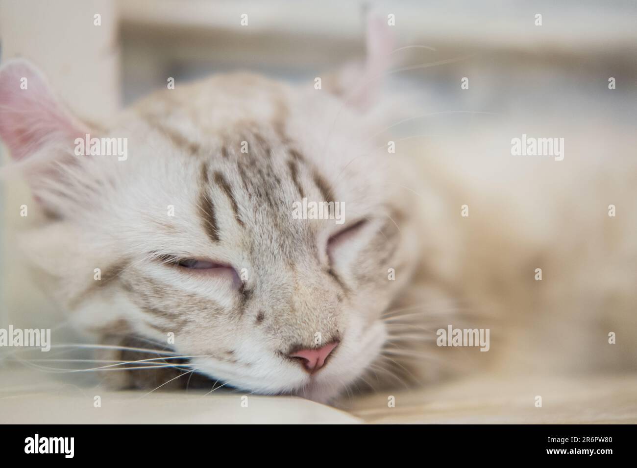 Cat, soft focus with blur background Stock Photo - Alamy