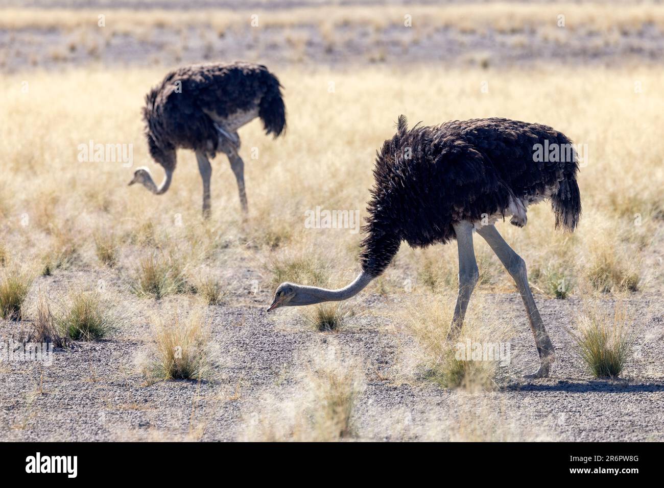 Common ostrich (Struthio camelus) - Etosha National Park, Namibia ...