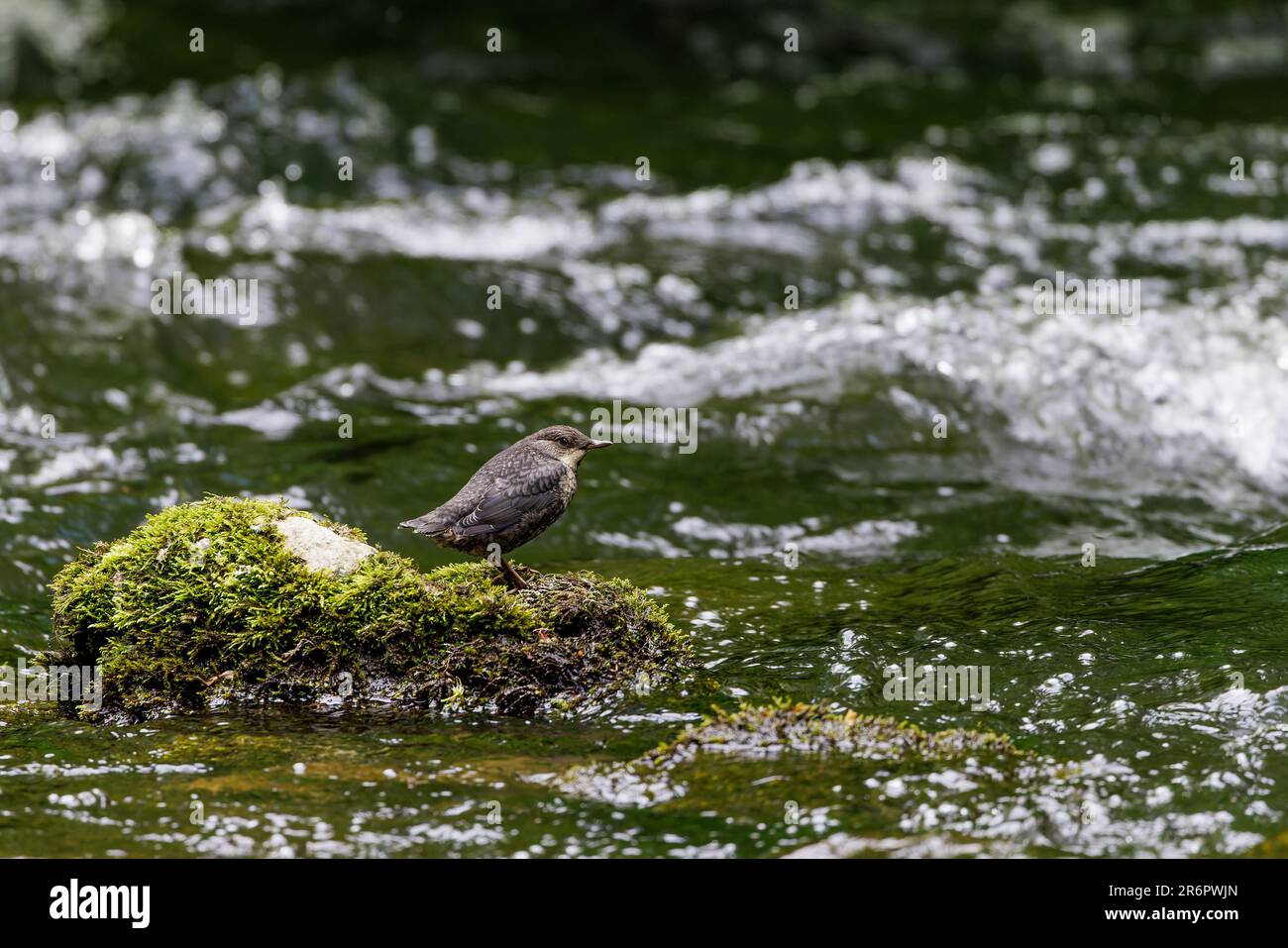 Dipper [ Cinclus cinclus ] Juvenile bird on mossy rock in river Stock ...