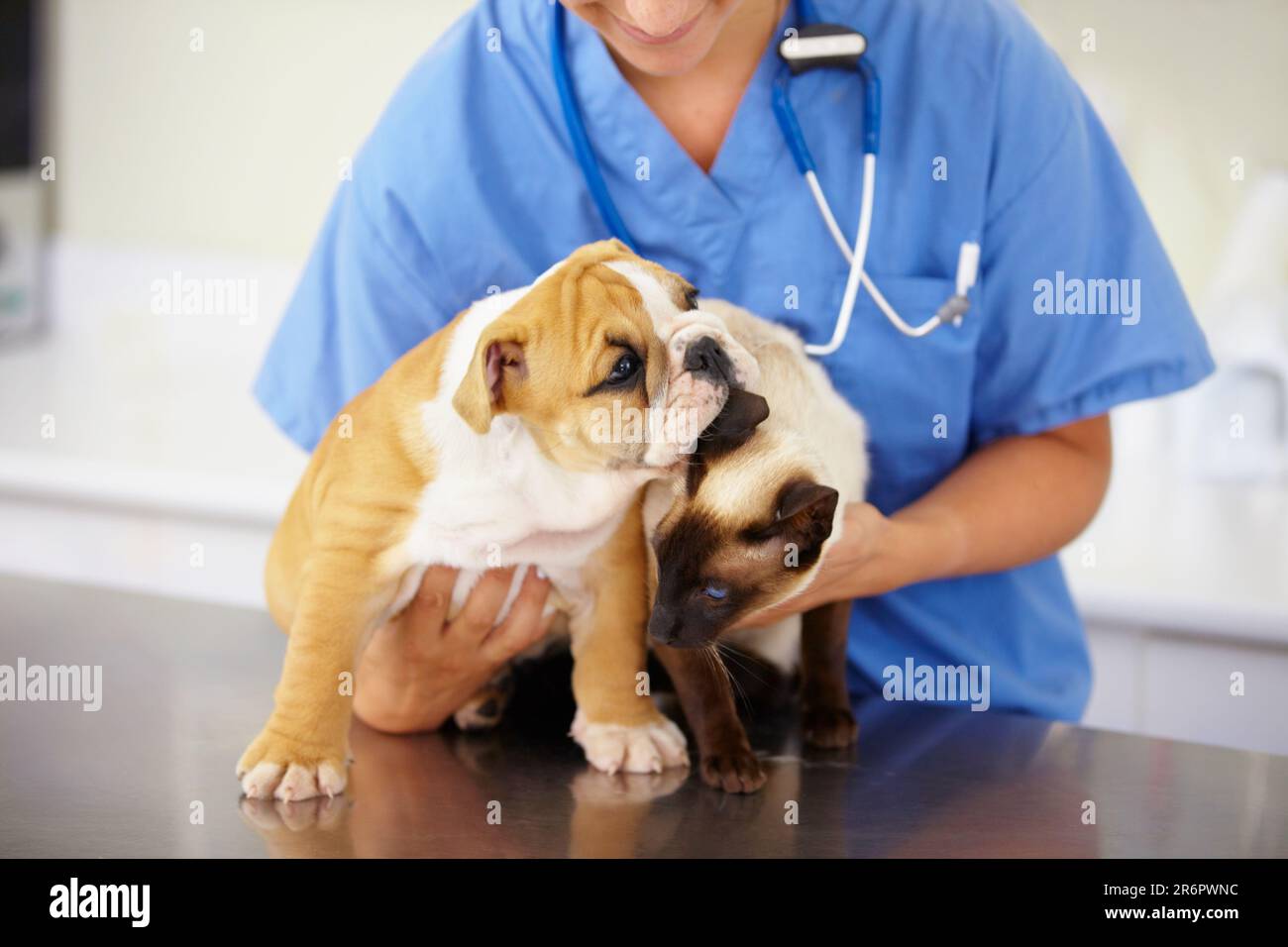 Vet, woman and animals with care, health and clinic with shelter ...