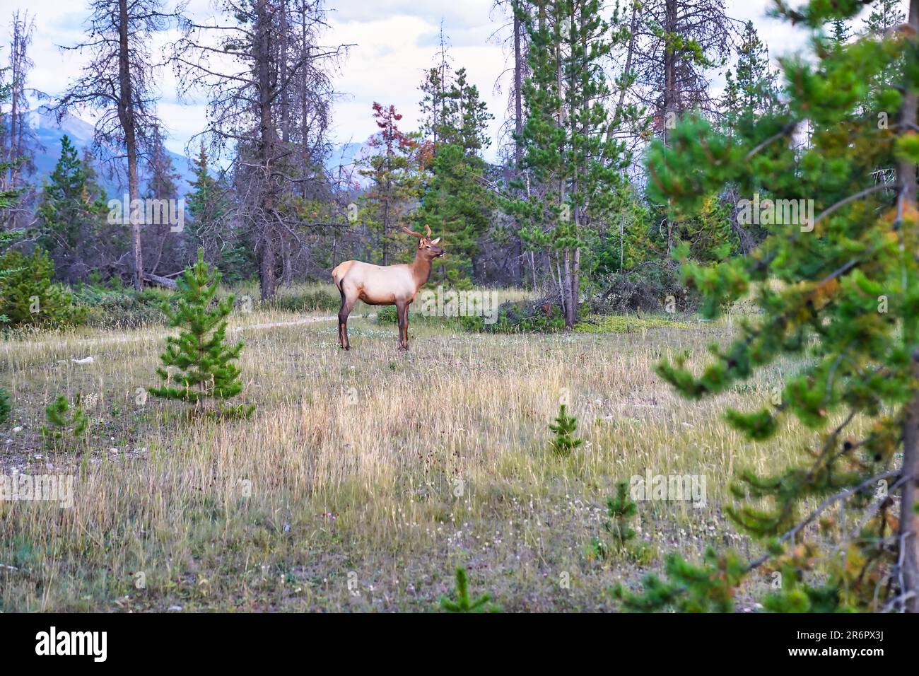 Beautiful young elk near hi-res stock photography and images - Alamy