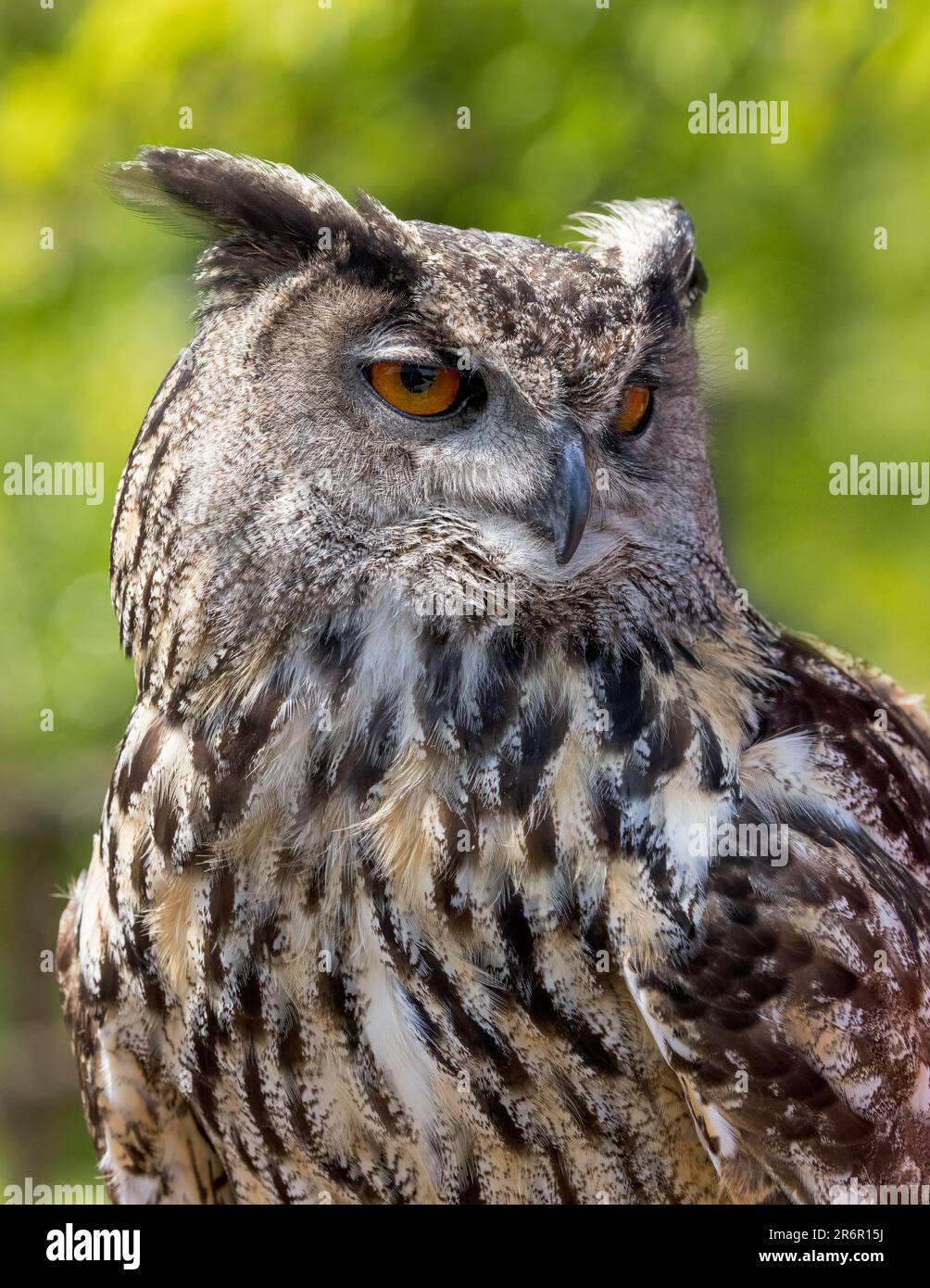 Eurasian eagle Owl [ Bubo bubo ] head shot of captive bird Stock Photo ...