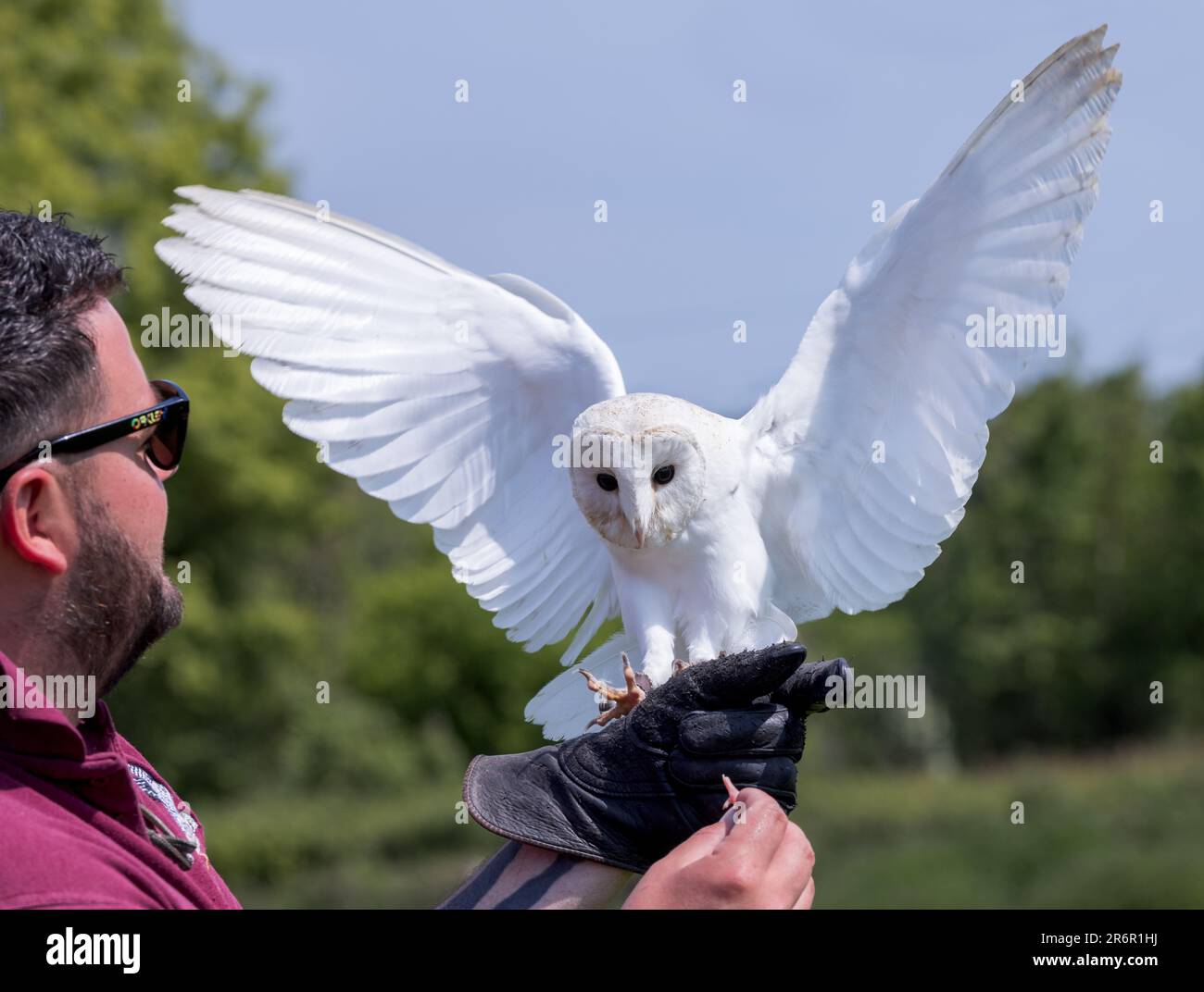 Barn Owl [ Tyto alba ] captive bird landing on handlers gloved hand ...