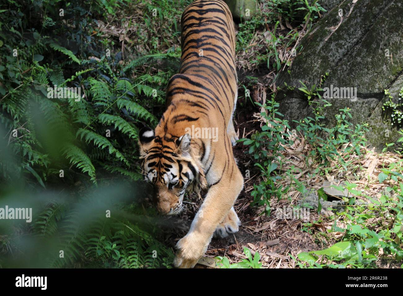 A majestic Bengal tiger in the shade of lush green foliage and rocky ...
