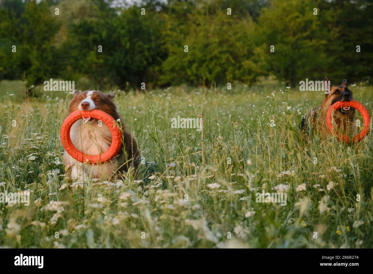 Two adorable dogs play with round rubber toys in summer field at sunset ...