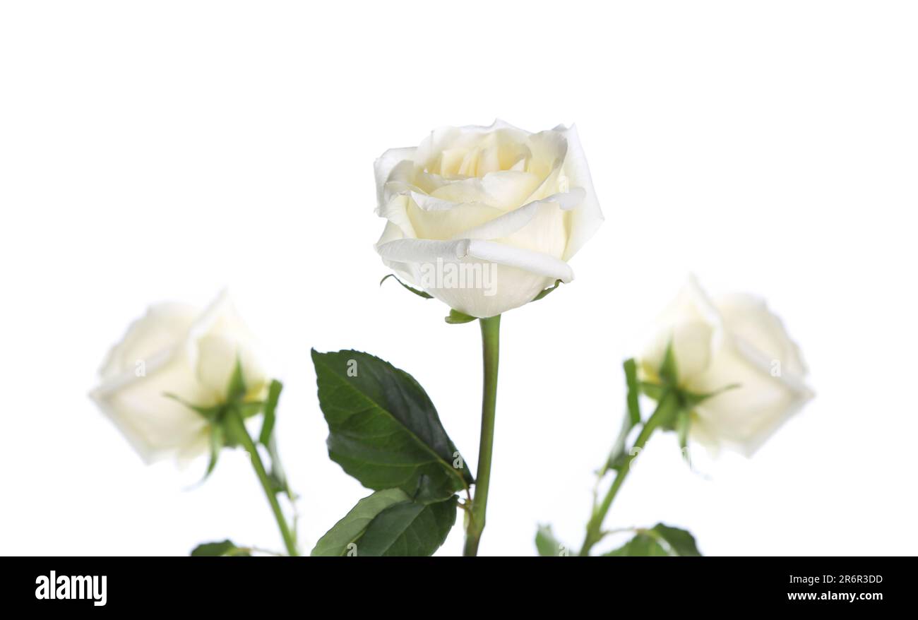 Three dozen roses hi-res stock photography and images - Alamy