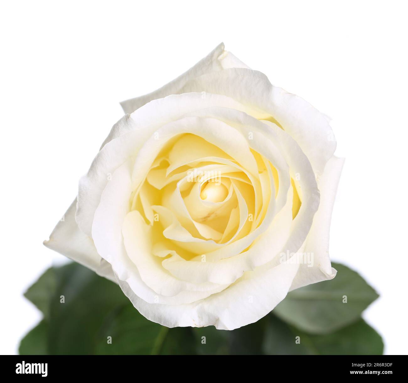 Single white rose with leaves and stem on white background Stock Photo ...