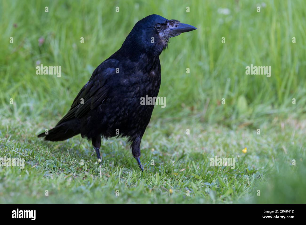 Rook [ Corvus Frugilegus ] juvenile bird on garden lawn Stock Photo - Alamy