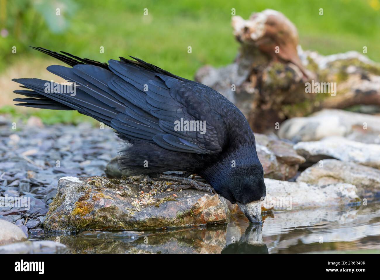 Bird rook uk hi-res stock photography and images - Alamy