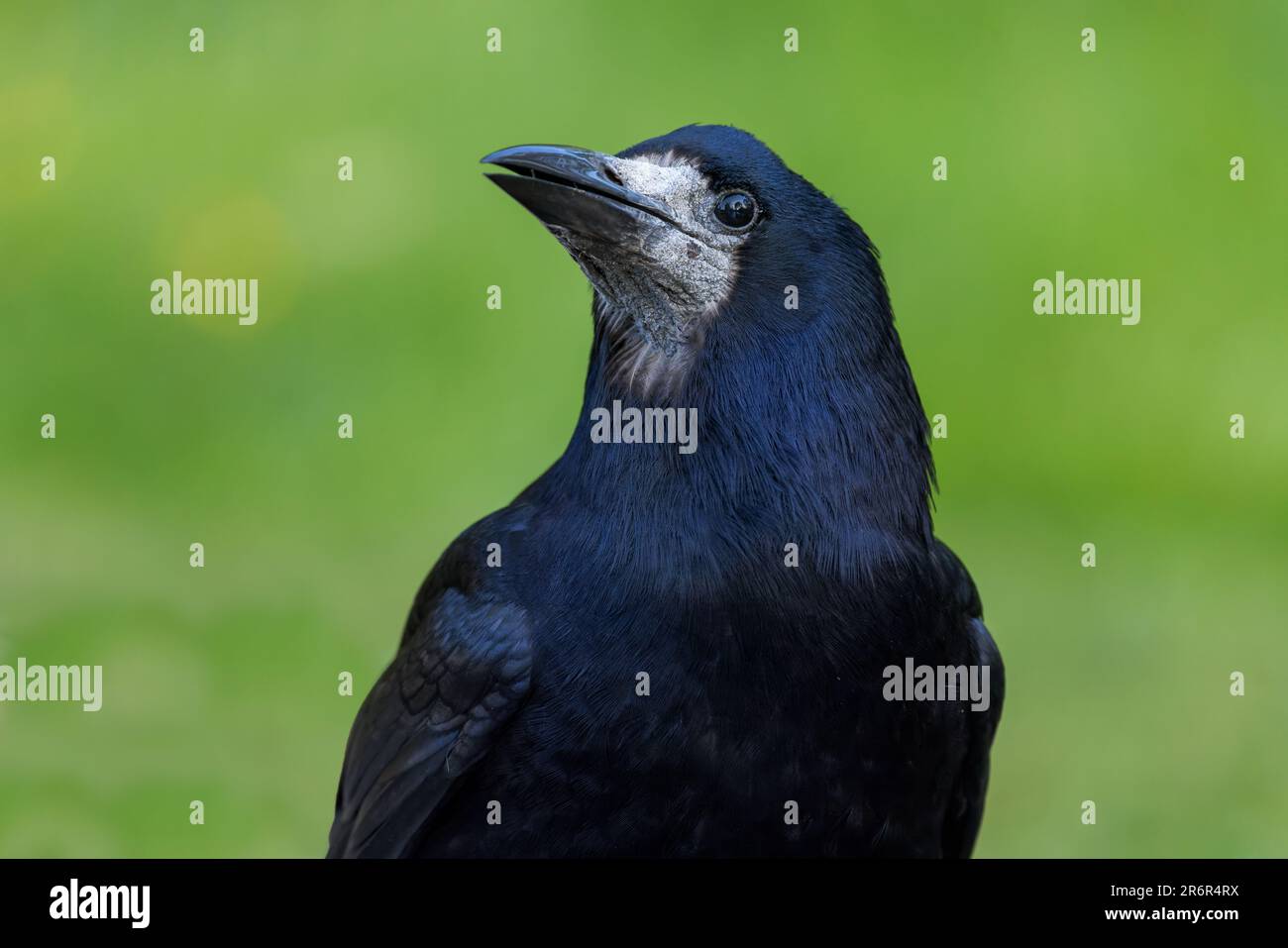 Rook bird hi-res stock photography and images - Alamy