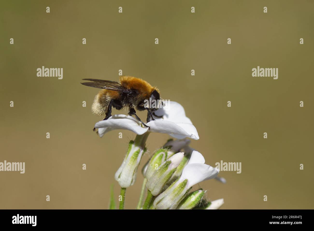 Closeup Narcissus fly, Greater bulb fly (Merodon equestris), family ...