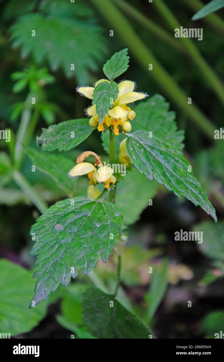 Beautiful yellow archangel flower hi-res stock photography and images ...