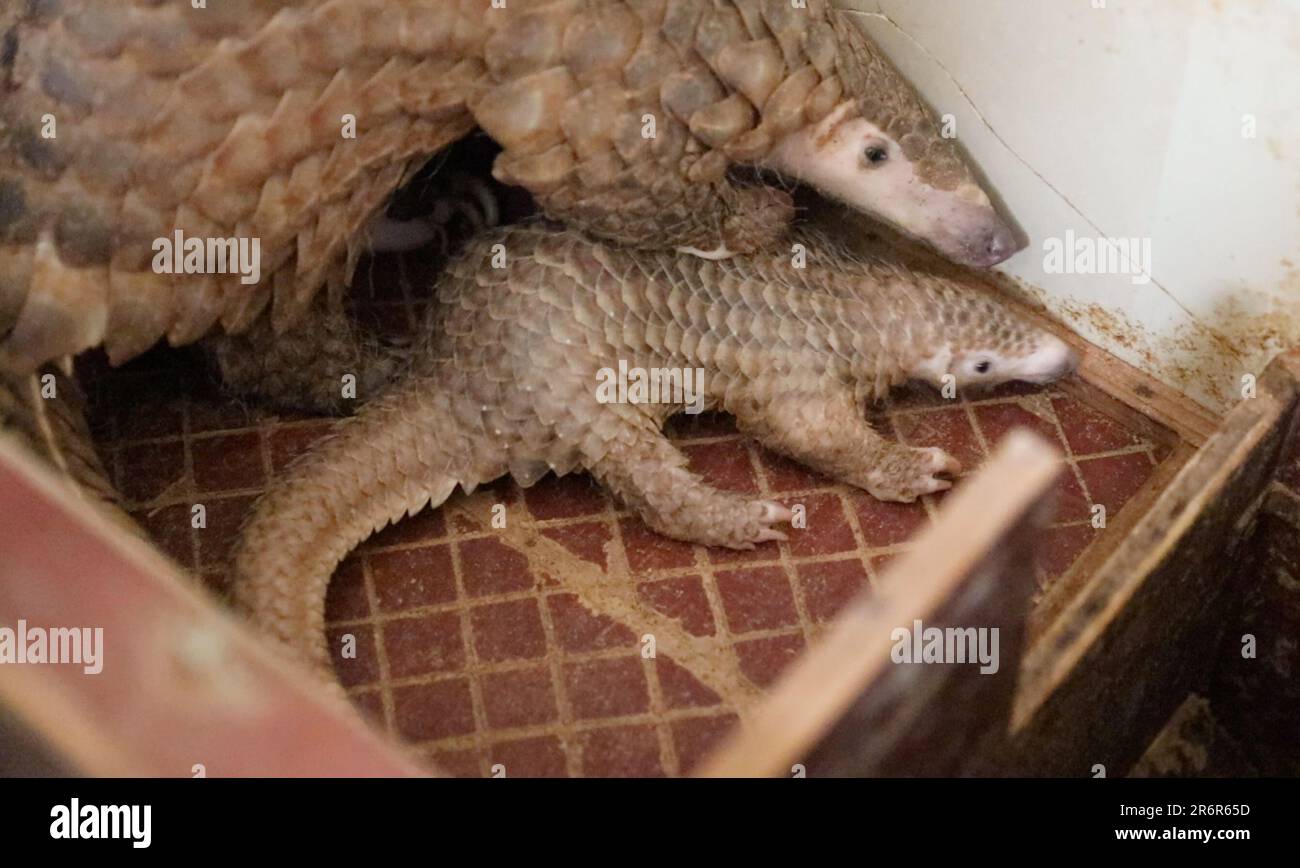 Malayan Pangolin