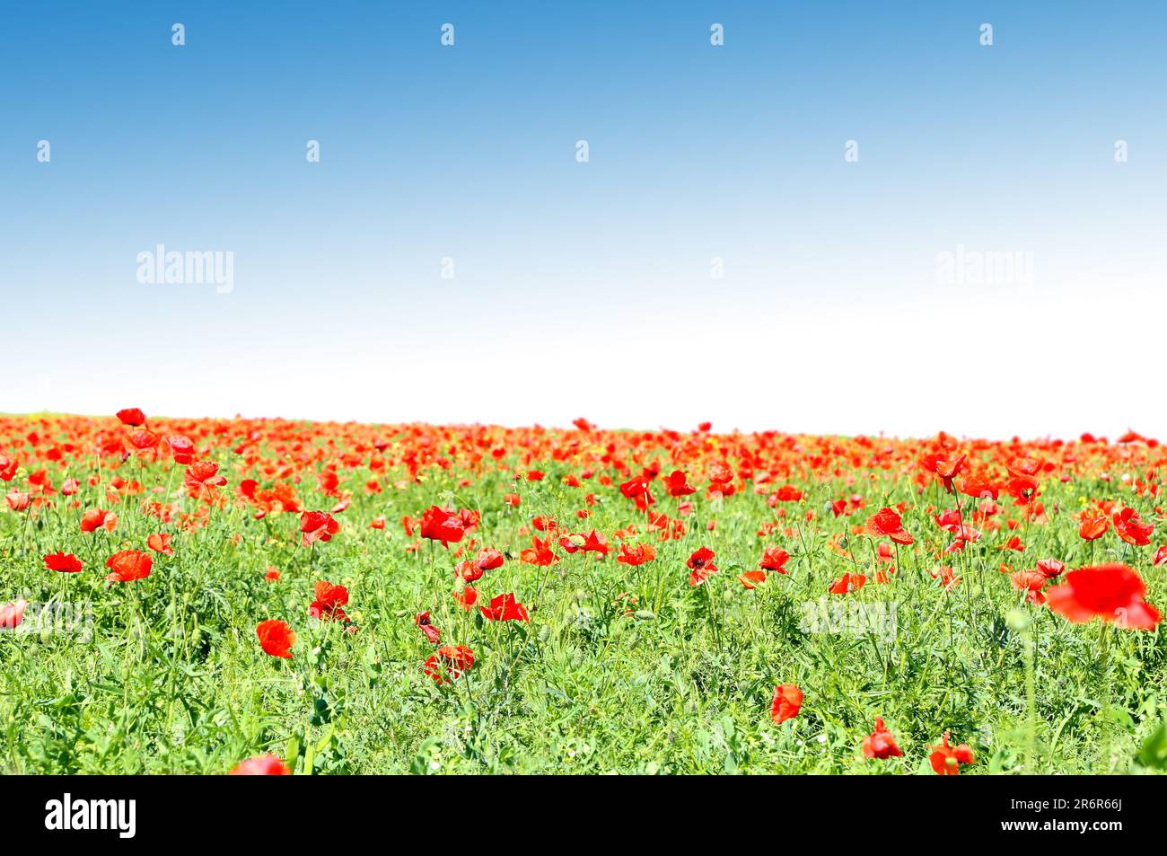 red poppy field on background of sky Stock Photo - Alamy