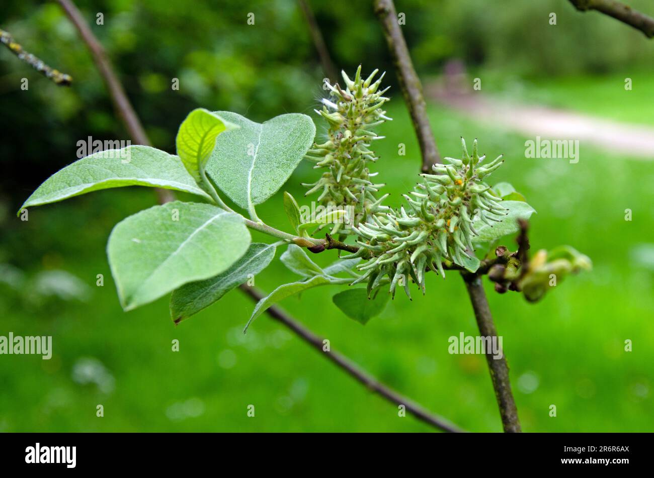 Close up macro image of leaves and catkins of Bebb's willow. Salix ...