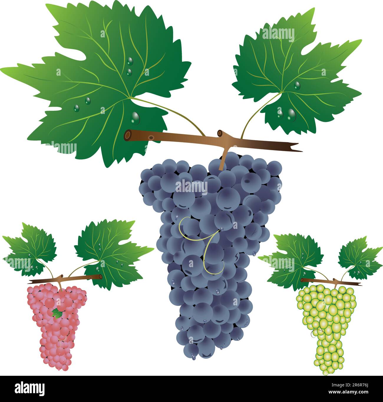 Three cluster of grapes. Vector illustrator Stock Vector Image & Art ... Three cluster of grapes. Vector illustrator Stock Vector Image & Art ...