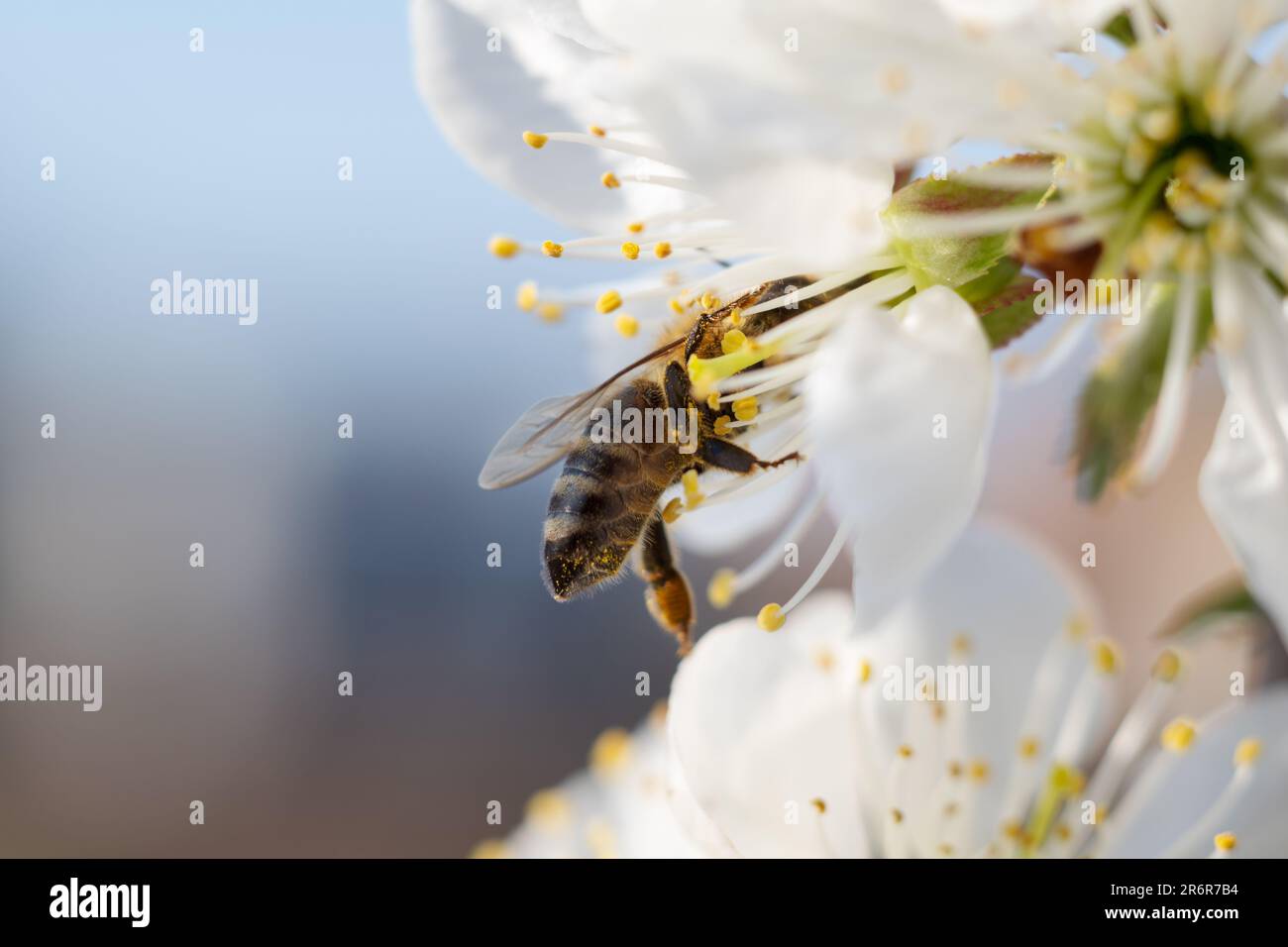 Sour cherry blossom bee hi-res stock photography and images - Alamy