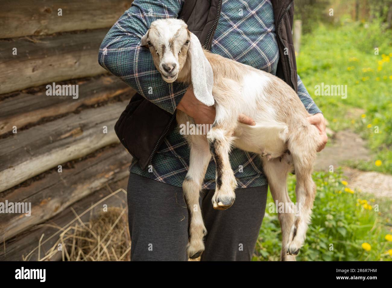The Anglo-Nubian is a British breed of domestic goat. Little Nubian ...