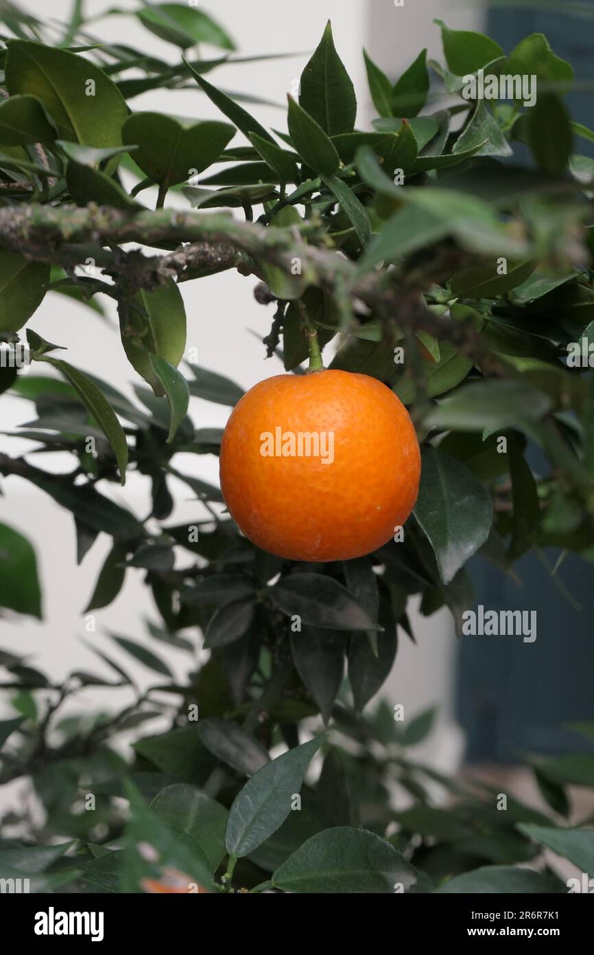 Tangerine plants hi-res stock photography and images - Alamy