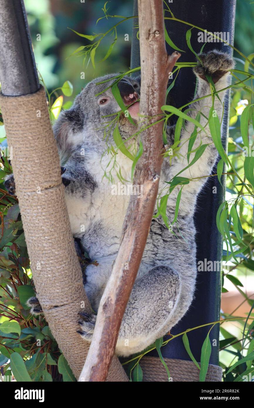 A koala is pictured in its natural environment at a wildlife park zoo ...