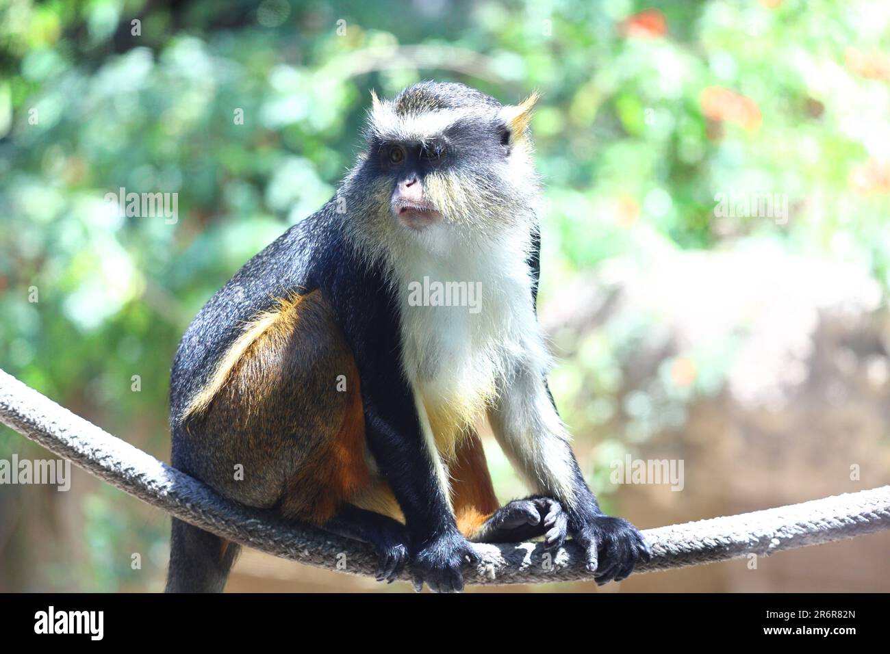 Monkey shoulder hi-res stock photography and images - Alamy