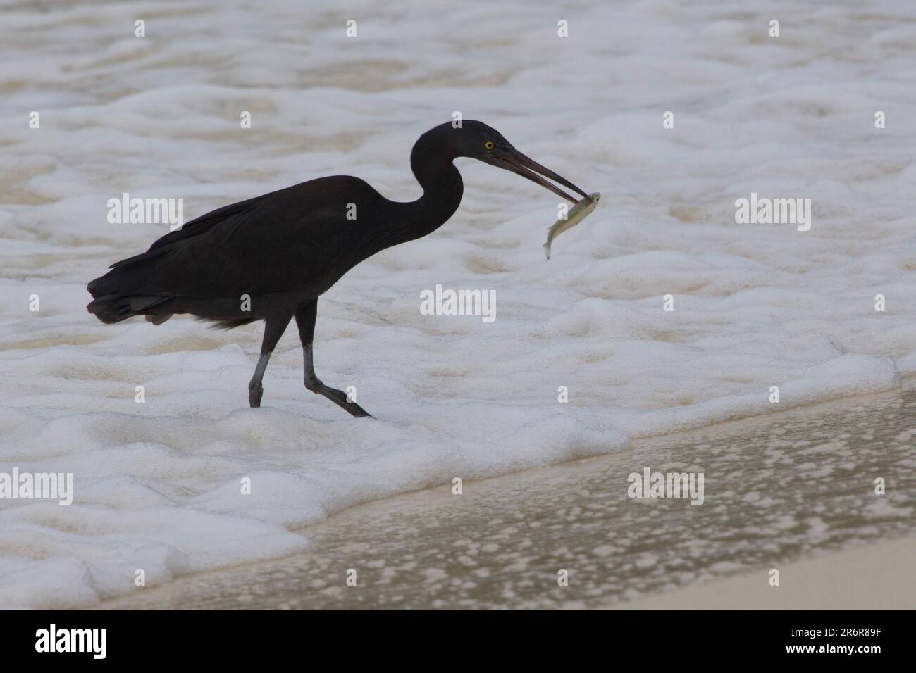 Black Heron Hunting, Thailand Stock Photo - Alamy