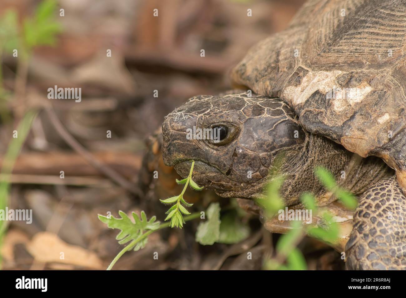 Close up turtle eating grass hi-res stock photography and images - Alamy