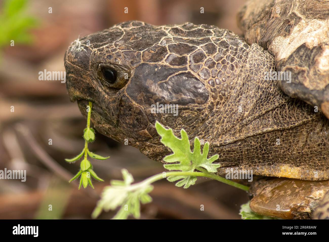 Close up turtle eating grass hi-res stock photography and images - Alamy