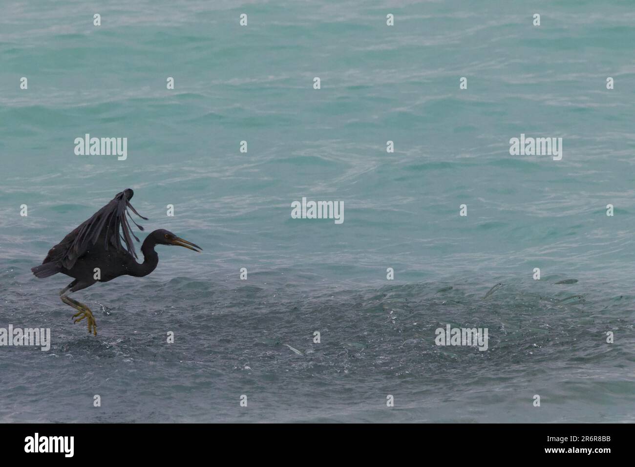 Black heron hunting hi-res stock photography and images - Alamy