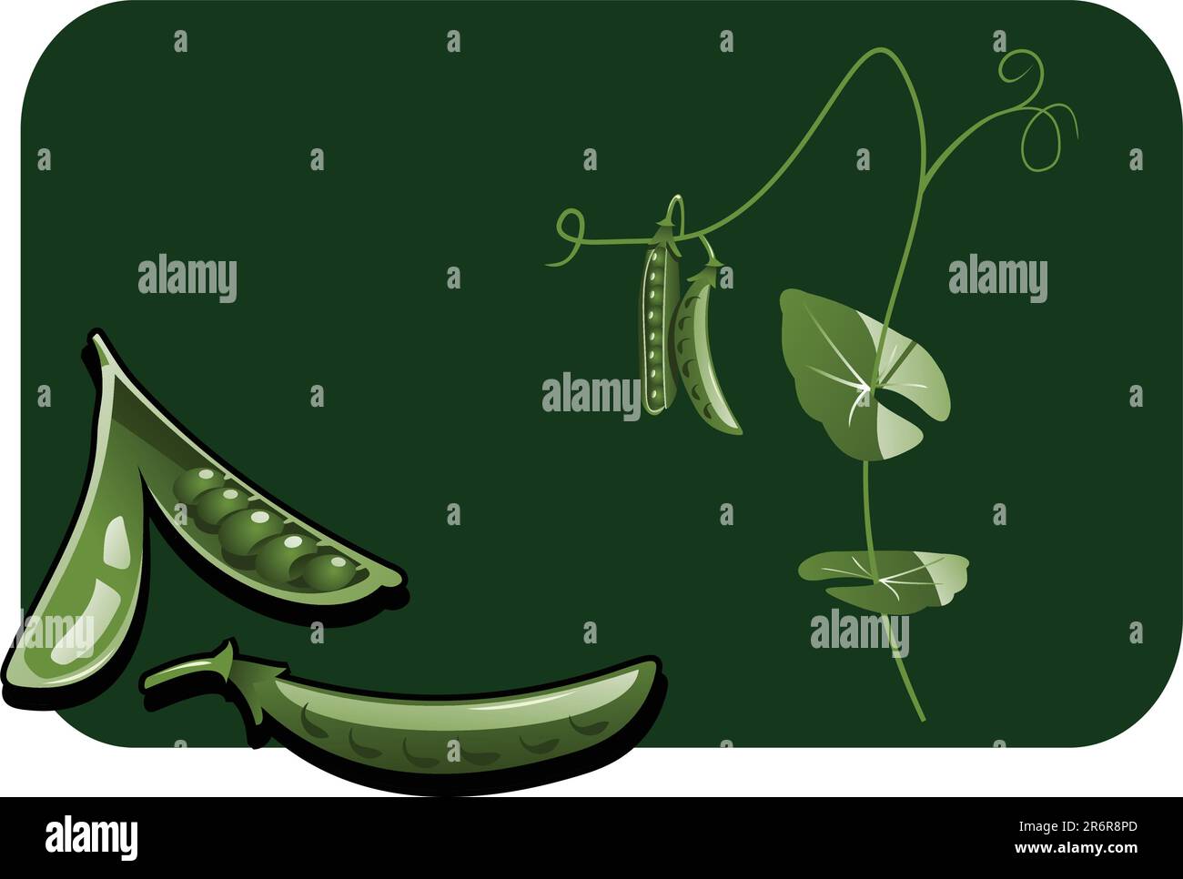 Vector color illustration of a pea pod Stock Vector Image & Art - Alamy
