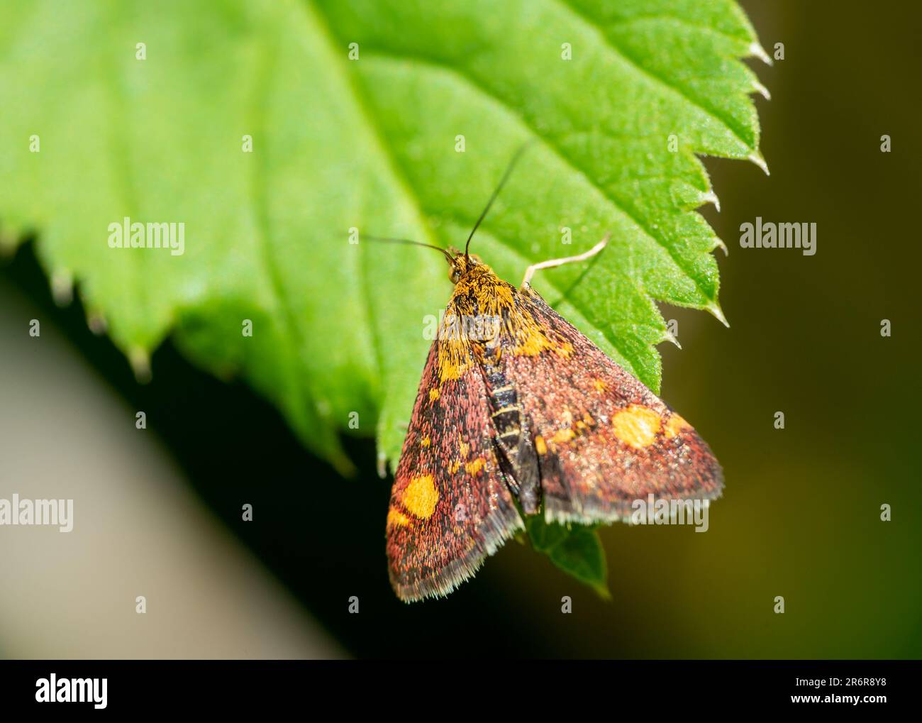 Yellow cube skipper butterfly hi-res stock photography and images - Alamy
