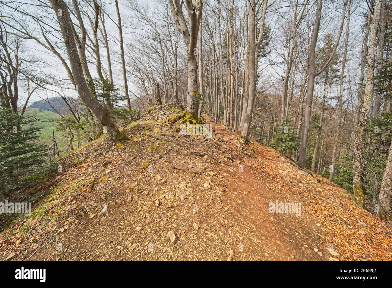 ridge hike on the vogelberg in the canton of solothurn in switzerland ...