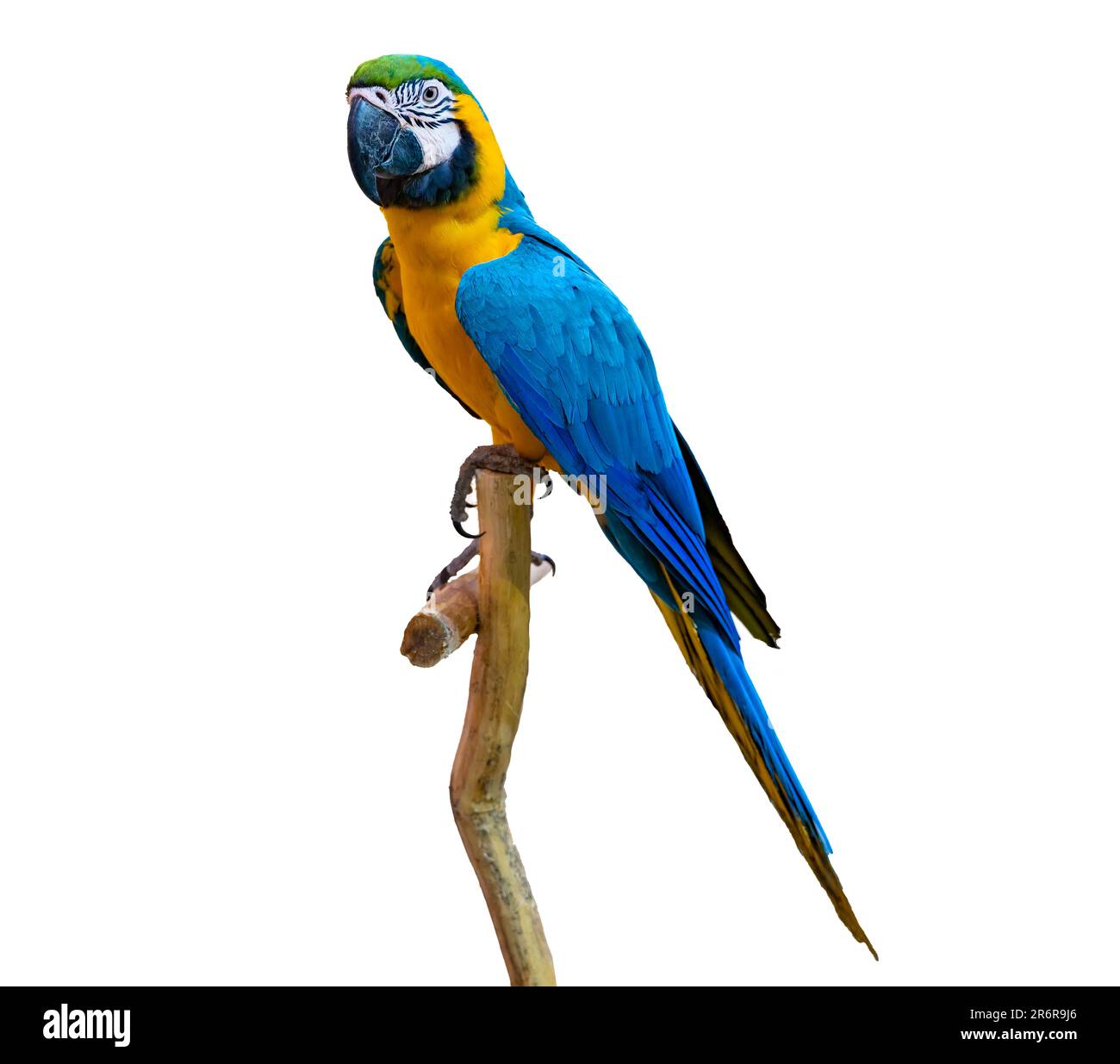 macaw parrot parakeet perching on branch on white background isolate ...