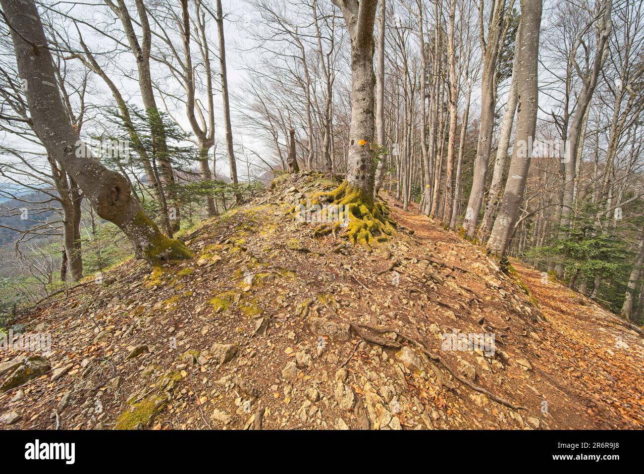 ridge hike on the vogelberg in the canton of solothurn in switzerland ...