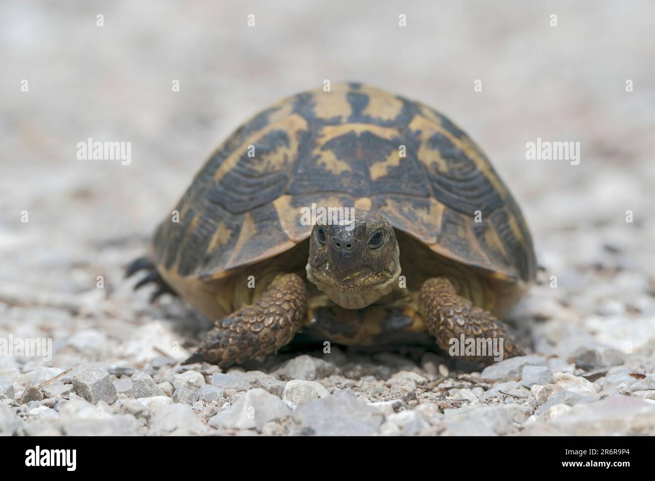 Hermann’s Tortoise, Testudo hermanni, single animal on ground, Son Real ...