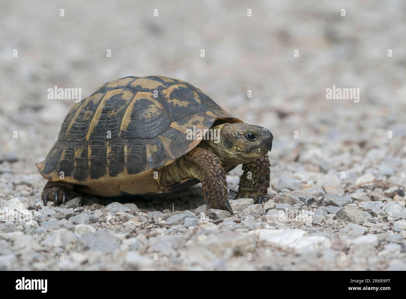 Hermann’s Tortoise, Testudo hermanni, single animal on ground, Son Real ...