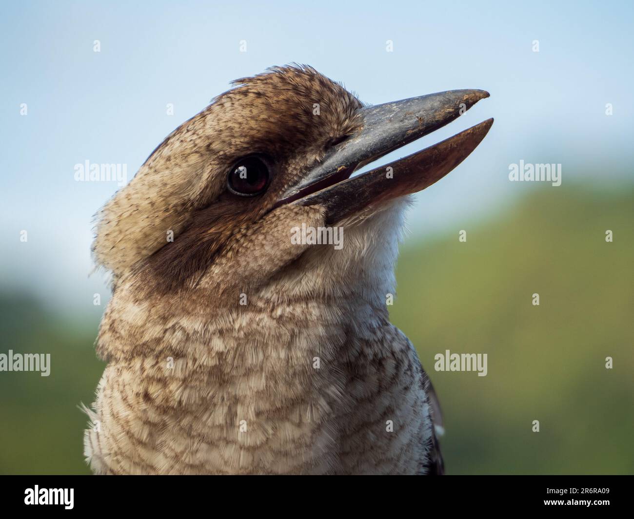 Slightly open beak hi-res stock photography and images - Alamy