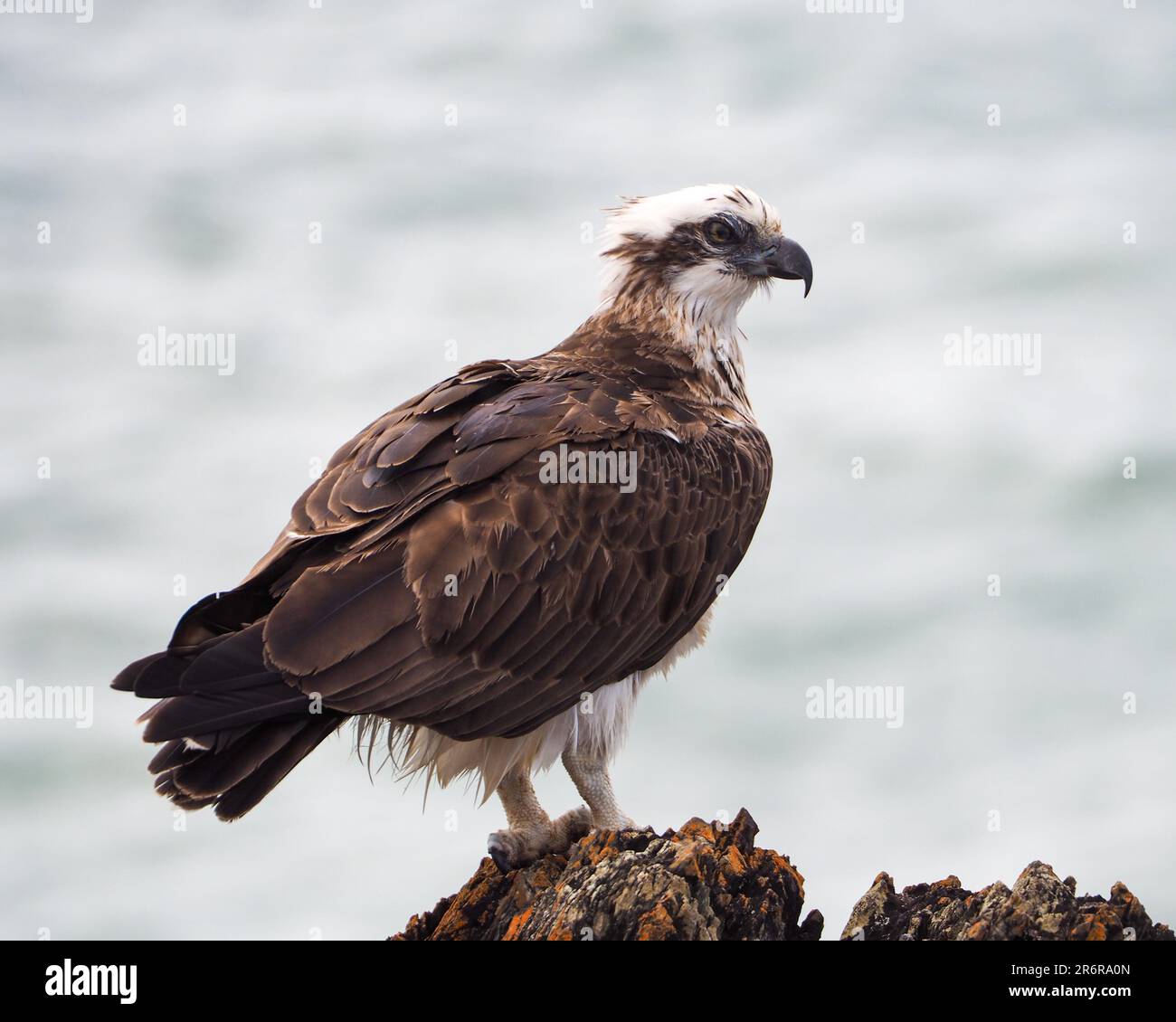 Australian ospreys hi-res stock photography and images - Alamy