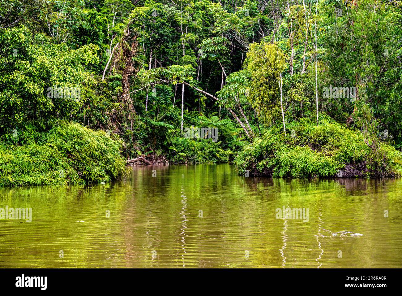 Photo taken at the entrance to a pond in the rainforest of Barron Gorge ...