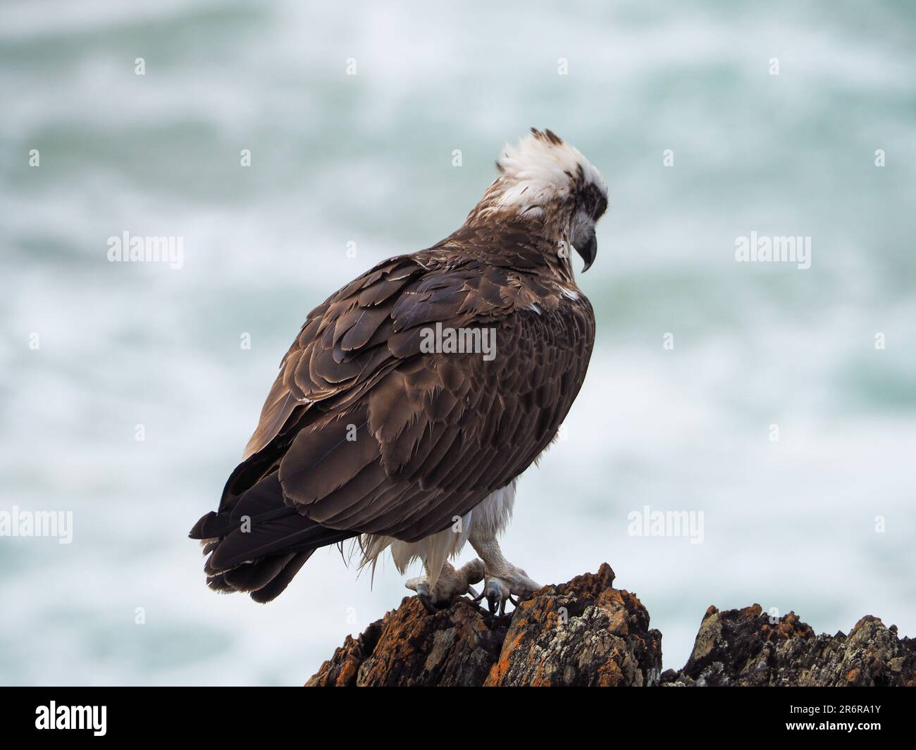 Bird of prey, a beautiful Eastern Osprey or Fish Hawk looking down from ...