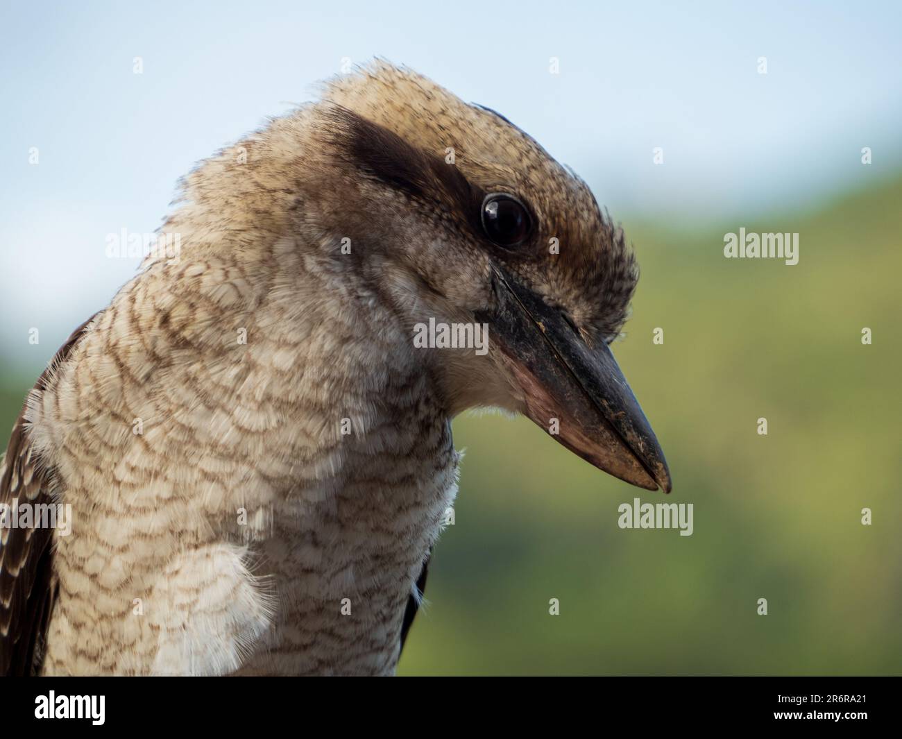 Closeup of a Kookaburra, Australian native bird Stock Photo - Alamy