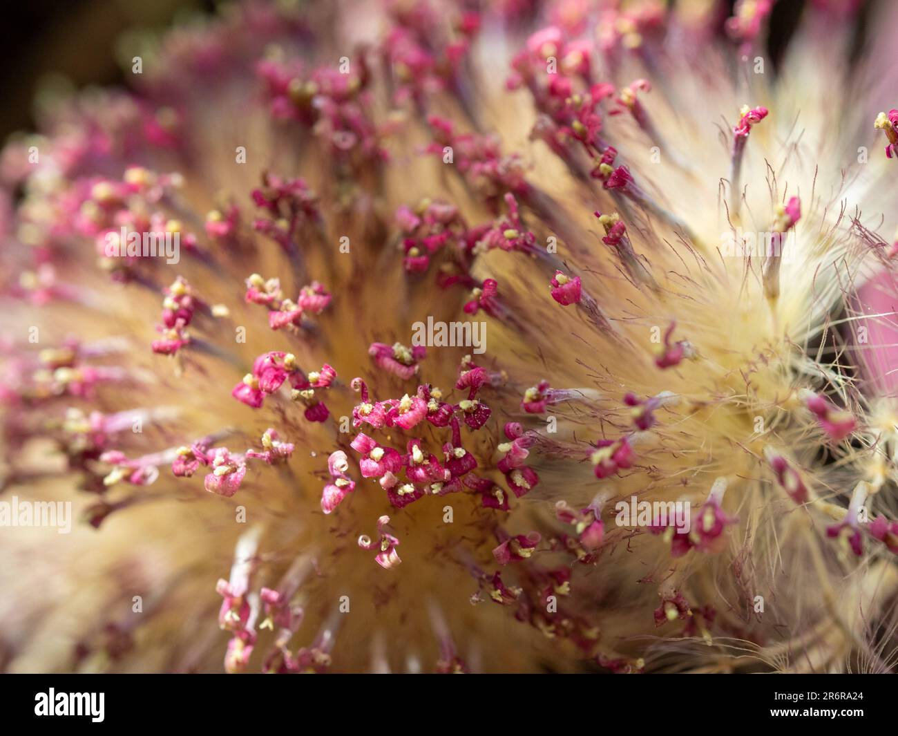 Macro of Gerbera Daisy flower gone to seed, fluffy pappus Stock Photo ...