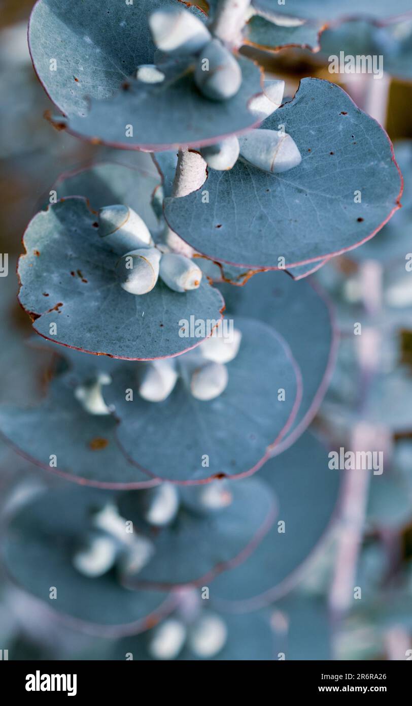 A stem of rounded Blue gum Eucalyptus leaves with turban or capsule ...