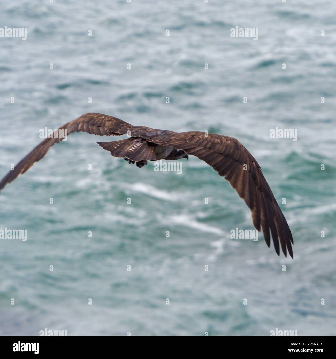 Osprey, its large wings spread, flying above the sea, Australia Stock ...