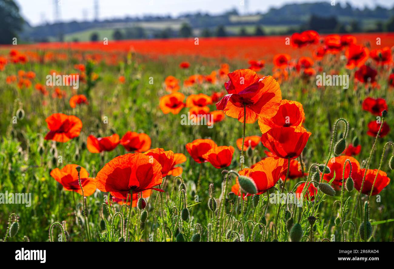 Grantham, Lincolnshire, UK. 11th June 2023. Recent hot summer days have ...