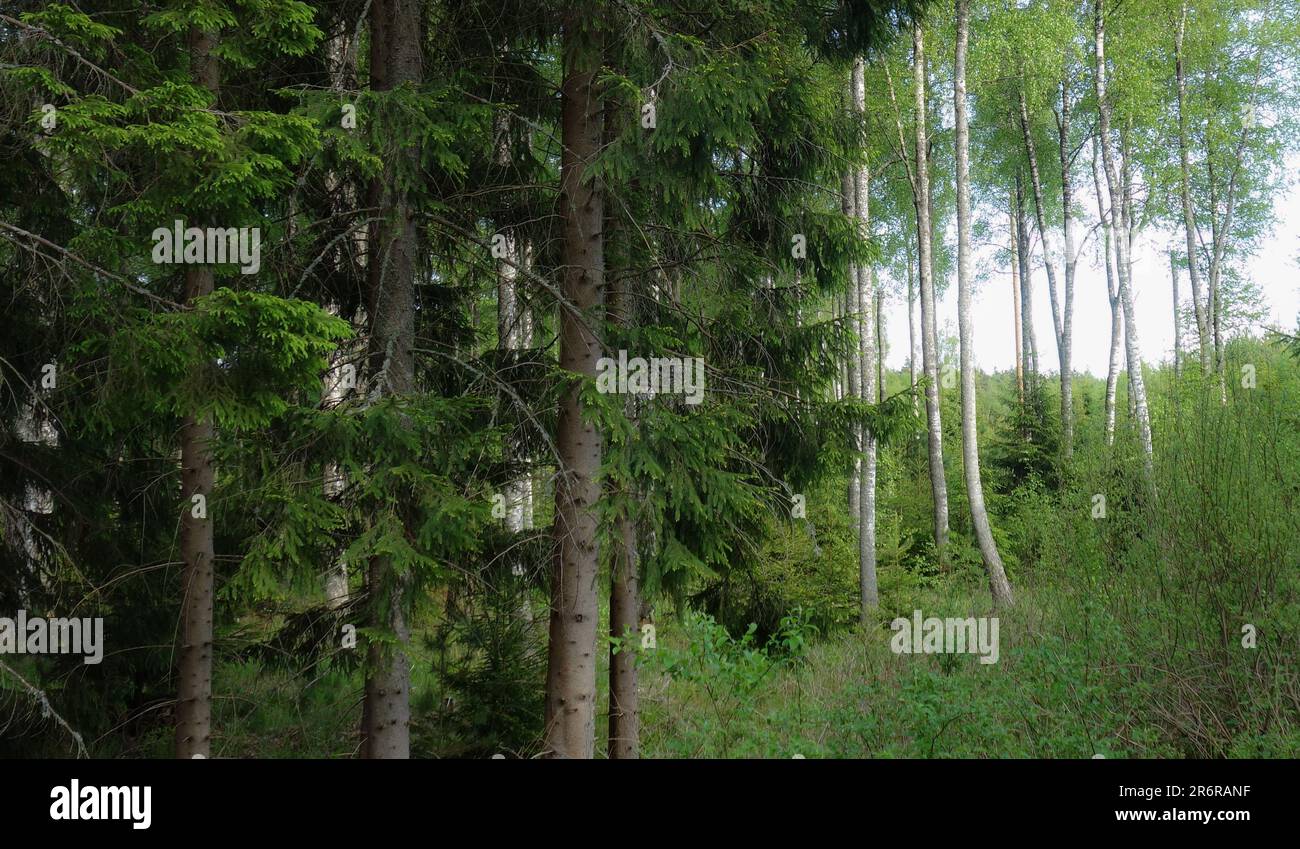 Forest landscape in Finland in spring Stock Photo - Alamy