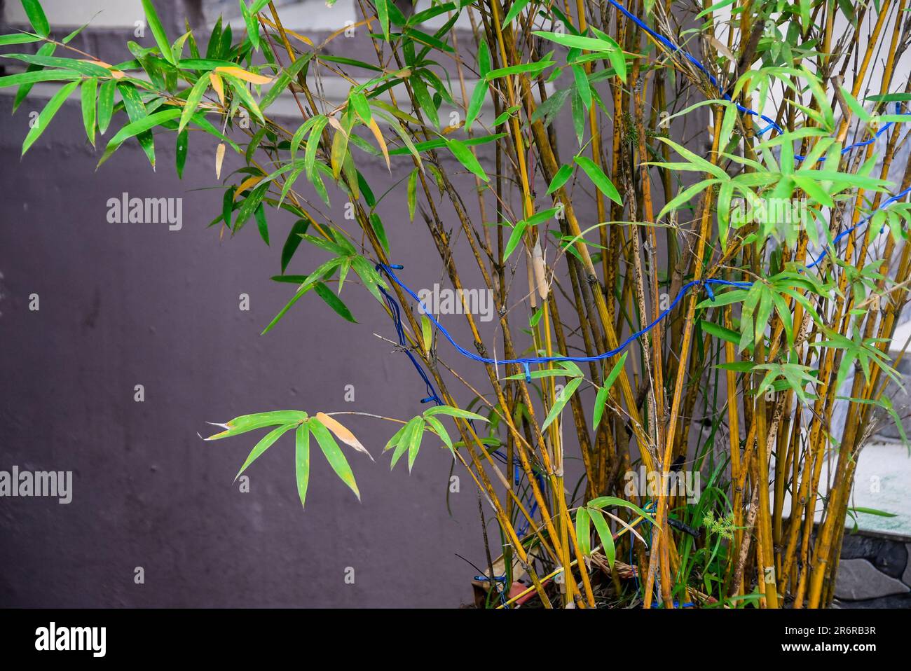 Golden bamboo also known as fishpole bamboo or Phyllostachys aurea with ...