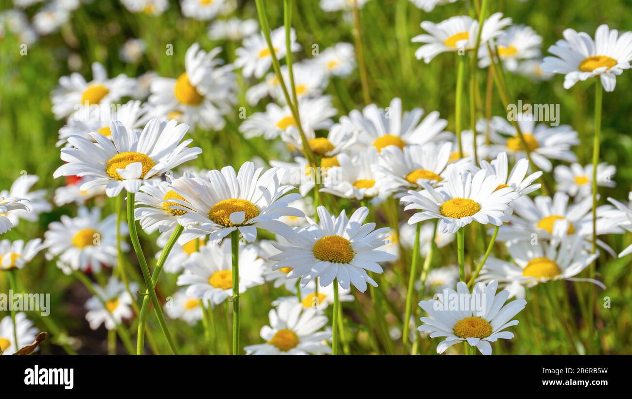 Wild daisy flowers growing on meadow, lawn, white chamomiles on green ...