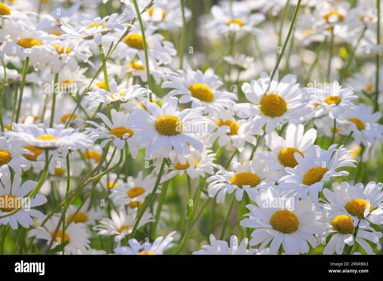 Wild daisy flowers growing on meadow, lawn, white chamomiles on green ...